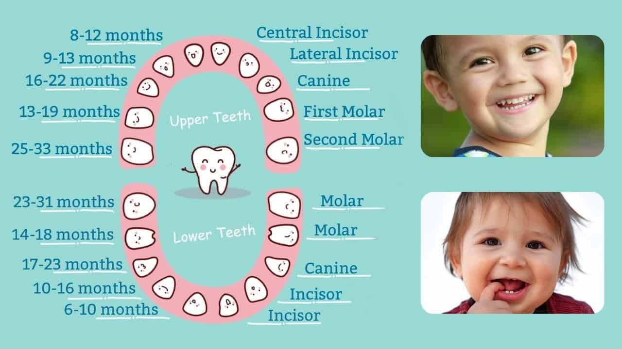 The Essential Baby Teeth Chart: A Guide for Parents - Baby Jone